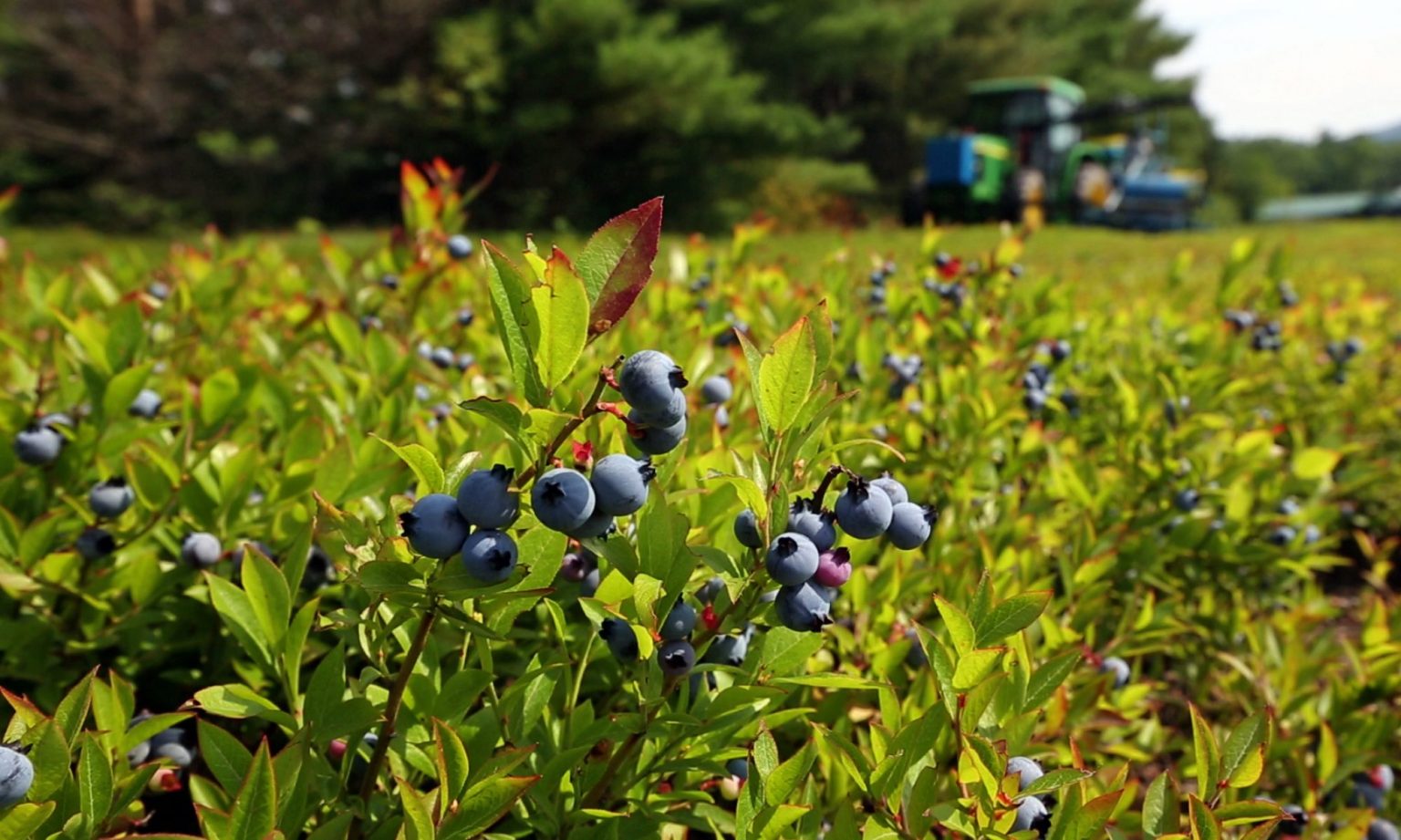 Fruitopia – The largest association of blueberry farmers in Romania